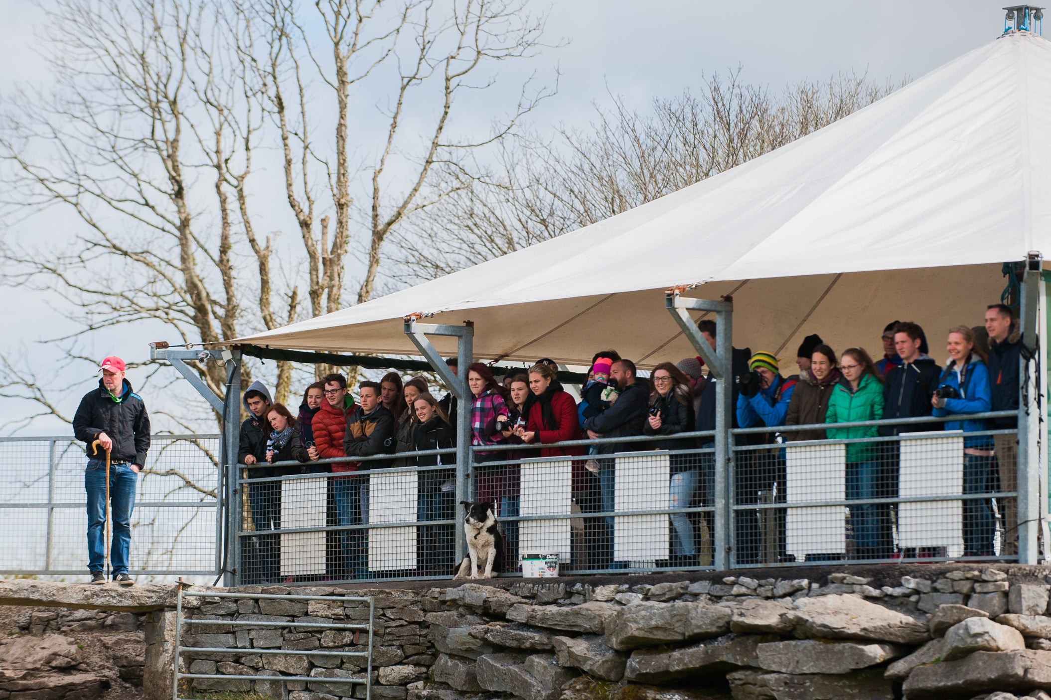 Visit Caherconnell Fort Sheepdog Demonstrations With Discover Ireland